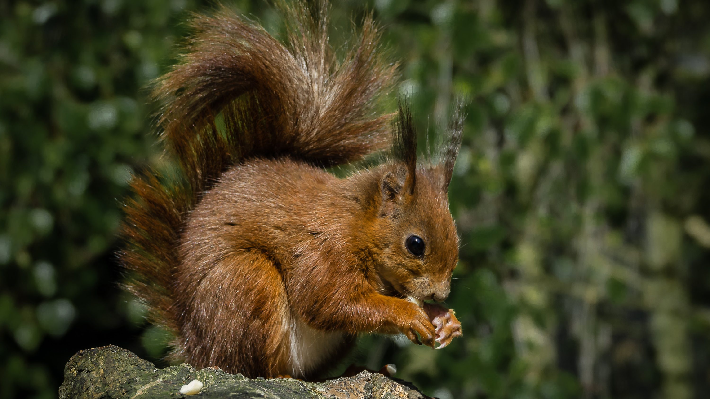The Red Squirrel Trail at Snaizeholme near Hawes – Country Hideaways