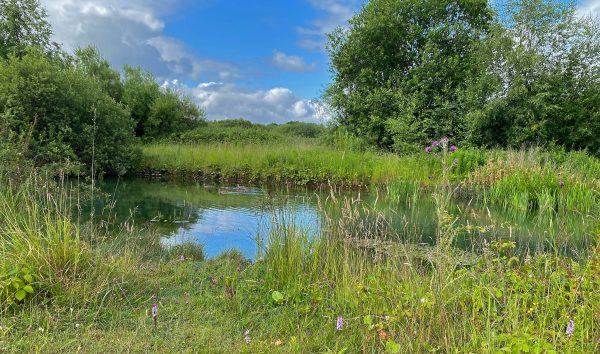 Walking round Marfield Wetlands, Masham – Country Hideaways